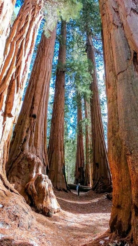 Redwoods 🌲 Ca Redwood National Park National Park Road Trip