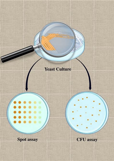 pdf spot assay and colony forming unit cfu analyses based
