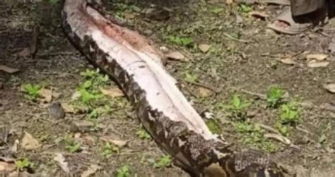Missing Grandmas Body Found Inside Massive 22 Foot Python