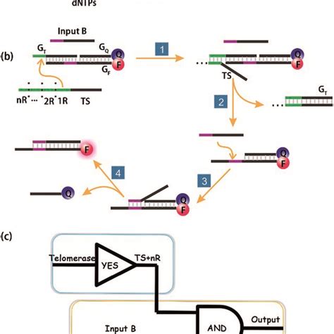 Schematic Illustration Of Dna Computation For Imaging Intracellular