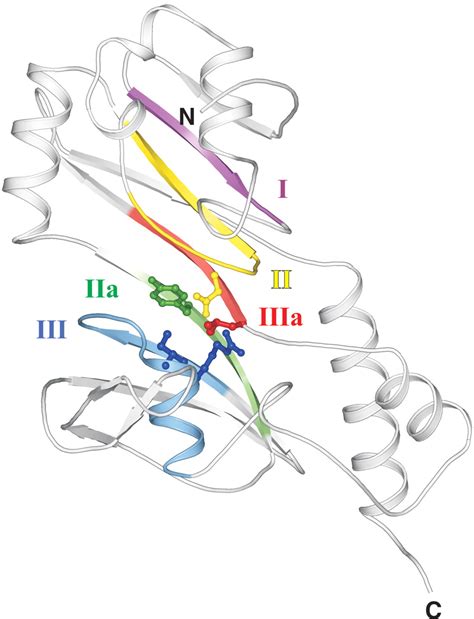Crystal Structure Of The Catalytic Domain Of Rlud The Only Rrna Pseudouridine Synthase Required