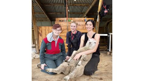 Sheepworld Farm Park Activities Day Trips In Auckland New Zealand