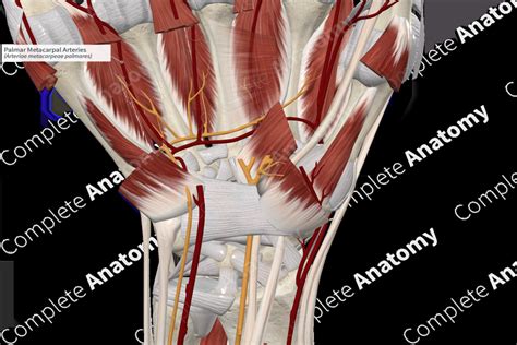 Palmar Metacarpal Arteries Complete Anatomy