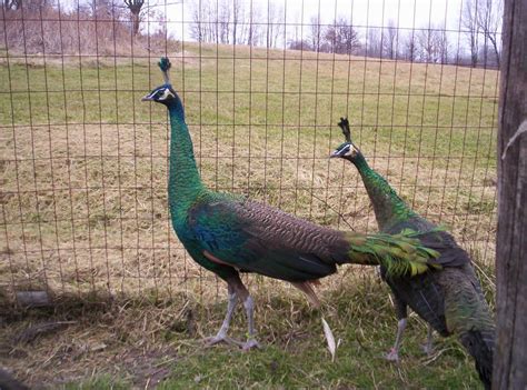 And I Think To Myselfwhat A Wonderful World Creature Feature Java