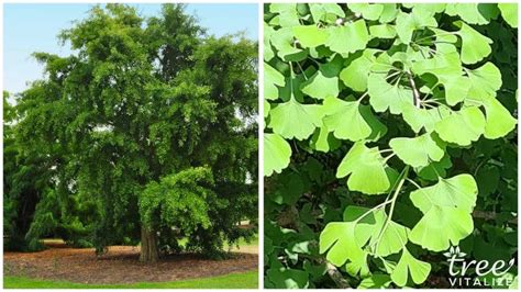24 different types of ginkgo trees and their identifying features