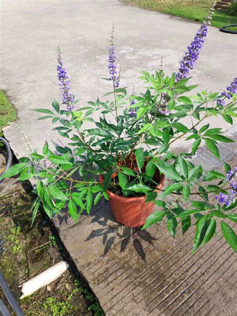 穗花牡荆盆栽 穗花牡荆 第10页 大山谷图库
