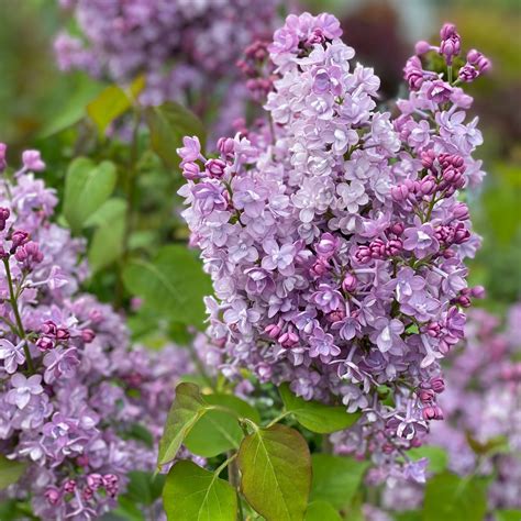 Discover Lilacs Proven Winners Colorchoice Flowering Shrubs