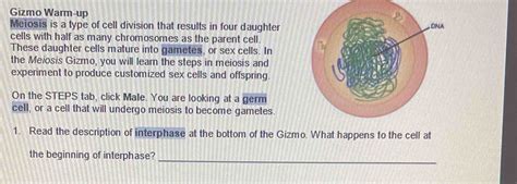 Gizmo Warm Up Meiosis Is A Type Of Cell Division That Results In Four
