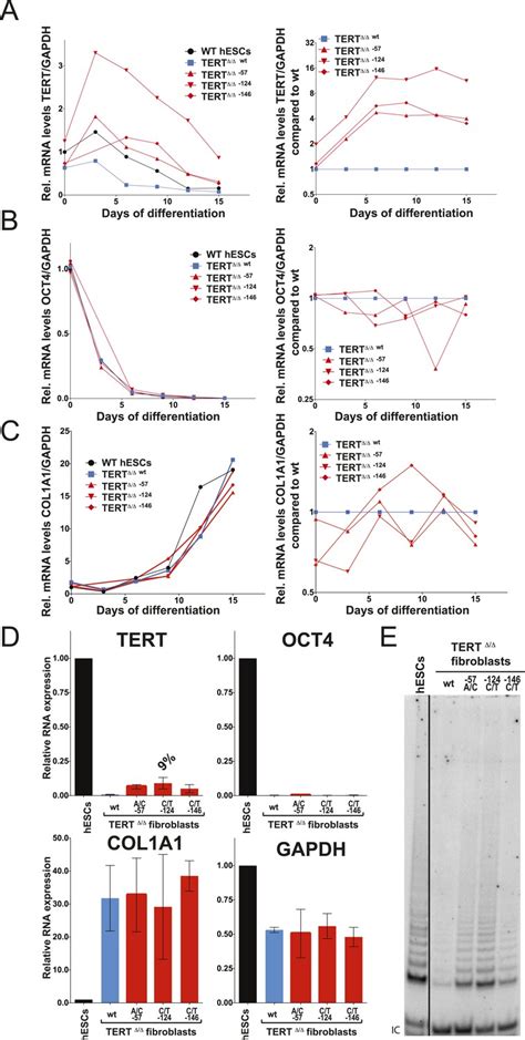 Figures And Data In Cancer Associated Tert Promoter Mutations Abrogate