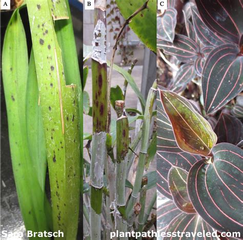 Cymbidium Mosaic Virus