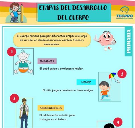 Etapas Del Desarrollo Del Cuerpo Para Primero De Primaria Ciencias