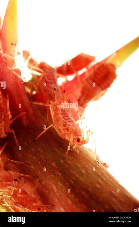 Rose Aphids Macrosiphum Rosae Infesting A Rose Stem Rosa Sp An