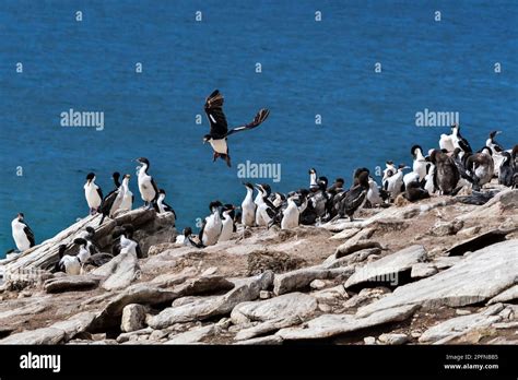 Falkland Islandssaunders Island Antartic Cormorants Phalacrocorax Falkland Islandssaunders Island Antartic Cormorants Phalacrocorax