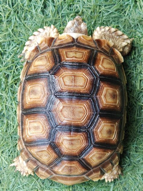 เต่าซูคาต้า Sulcata Tortoise มีคนถามหาขนาด 5 นิ้วอยู่ ตัวนี้เลยจ้า ไซร้กินเก่ง เดินเก่ง เลี้ยง