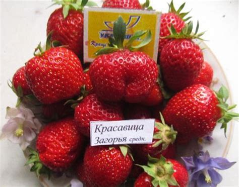 Клубника Красавица Загорья: описание и характеристики сорта садовой ...