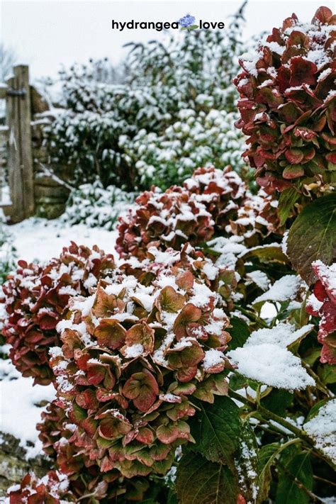 How To Overwinter Hydrangeas Hydrangea Love