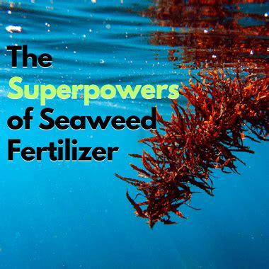 Benefits Of Seaweed Fertilizer For Your Garden