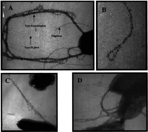 Xcpt Pseudopilin Is A Major Component Of The Type Ii Pseudopilus Shown Download Scientific