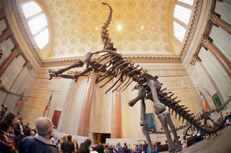 Brontosaurus Skeleton At The Natural History Museum New Yo… Flickr