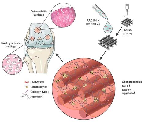 Biomolecules Free Full Text Development Of A Three Dimensional