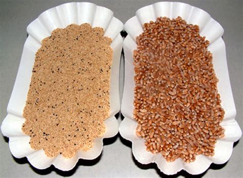 Amaranth Grain Wikipedia