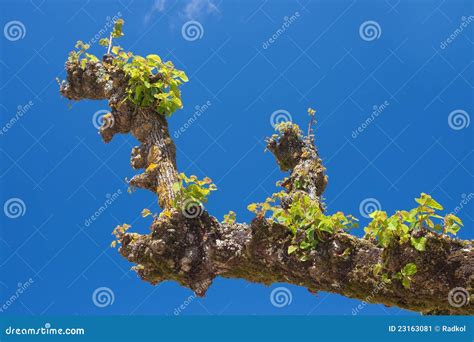 Platanus Tree Stock Image Image Of Leaf Sycamore Blue 23163081