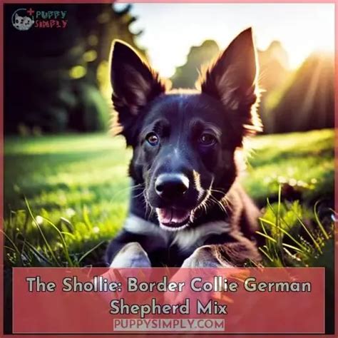 The Shollie Border Collie German Shepherd Mix