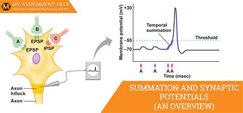 Neurophysiology Summation