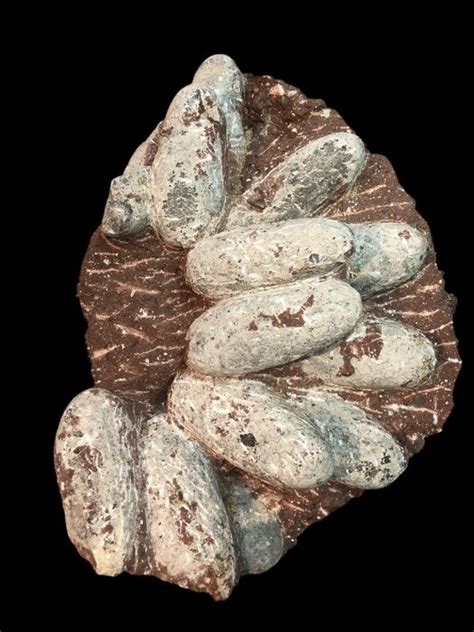 Fossil Fossil Matrix Oviraptor Sp 55 Cm 40 Cm Auction Online