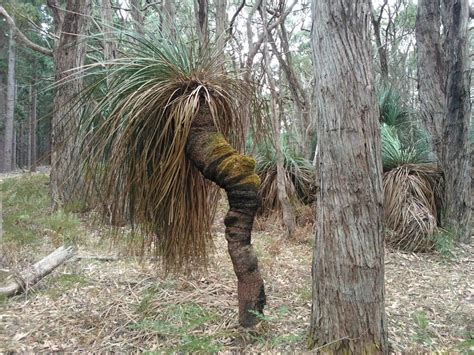 What Is Biodiversity Sensitive Urban Design