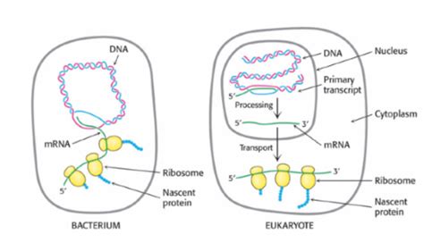 Chapter 13 Genetics Transcription In Eukaryotes Flashcards Quizlet