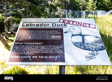 Information Sign On The Extinct Labrador Duck At Salmonier Nature Park