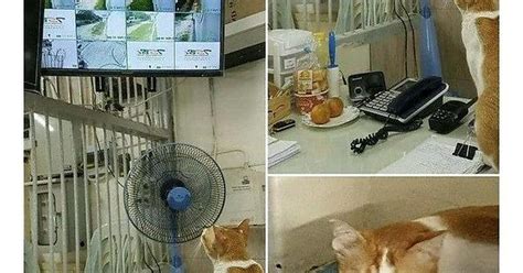 Working Hard For That Catnip Album On Imgur