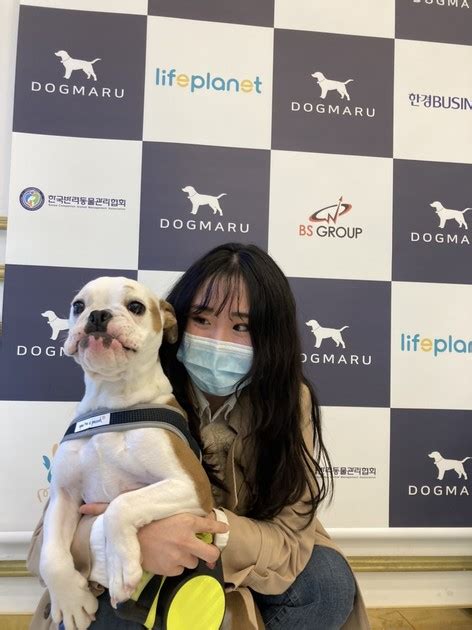 수원 2021 0043 잉글리쉬 불독 펀치 책임분양 렉돌분양가격 브리숏분양가격 브리티시숏헤어분양가격 러블분양가격 티컵비숑프리제분양 티컵포메라니안분양 티컵말티즈분양