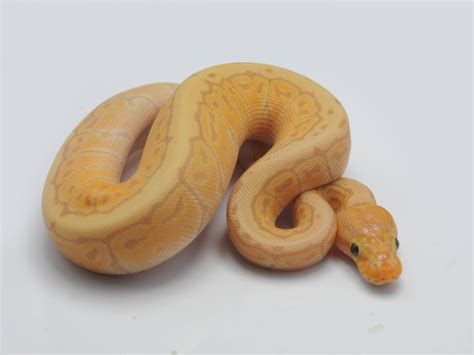 Morph List World Of Ball Pythons