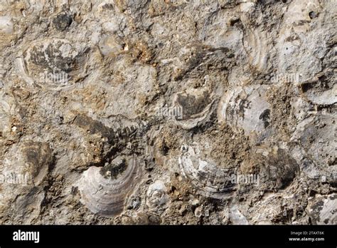 Fossilised Jurassic Bivalve Shells Possibly Scallops Camptonectes