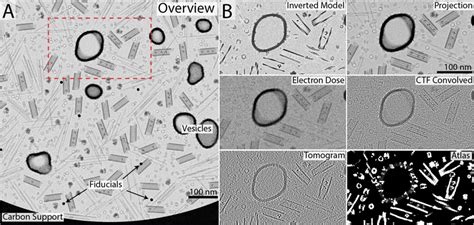 Simulating Data With Cts A Simulated Projection Through Tomographic