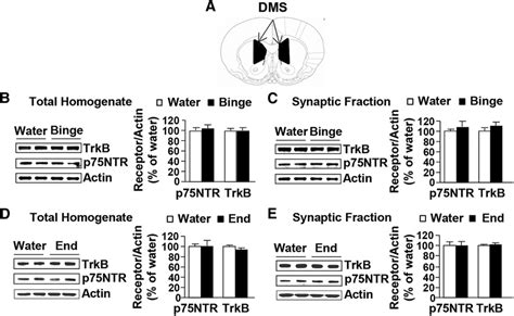 Excessive Alcohol Intake Does Not Alter Bdnf Receptors Expression Or