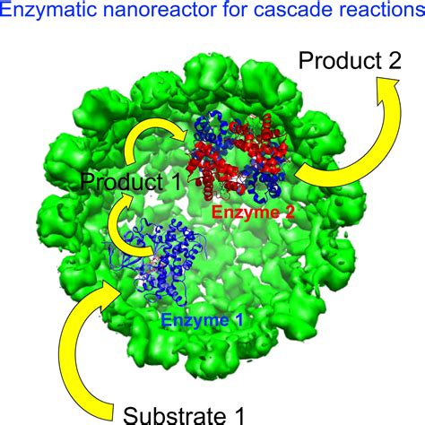 Catalytic Kinetics Considerations And Molecular Tools For The Design Of Multienzymatic Cascade