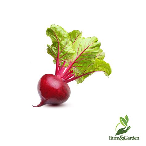 Beetroot Color Palette Website Color Palette Color 54 Off Beetroot Color Palette Website Color Palette Color 54 Off