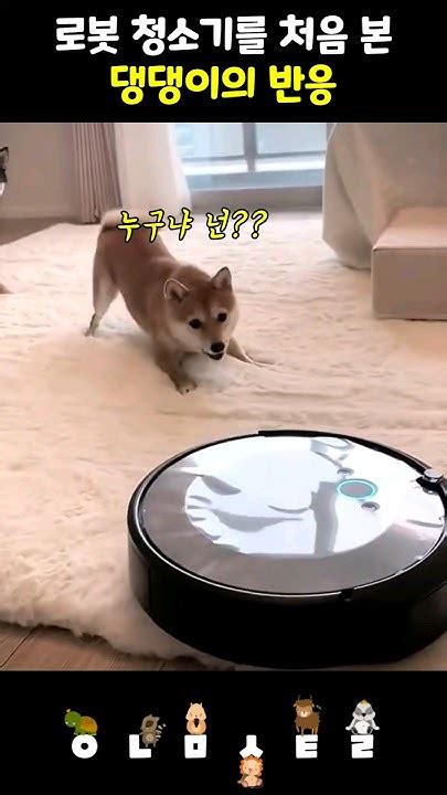 로봇청소기를 처음 본 댕댕이의 반응 Youtube