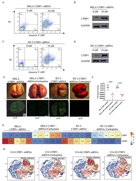 Immune Suppressive Signaling Regulated By Latent Transforming Growth