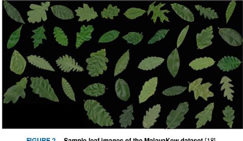 Figure 2 From A Deep Learning Based Recognition Technique For Plant