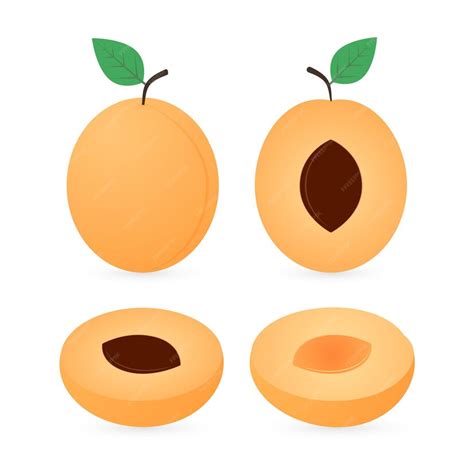 Premium Vector | Set of apricots with green leaves whole cut half ...