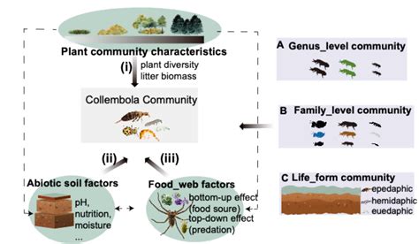 庞学勇团队揭示了次生演替中土壤跳虫分类和功能群组成的驱动机制 生物通