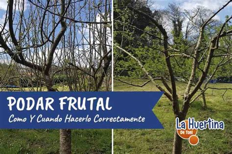 How To Prune An Apple Tree And Other Fruit Trees In Winter Global Gardening Secrets