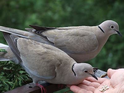 May Arunachala Birds
