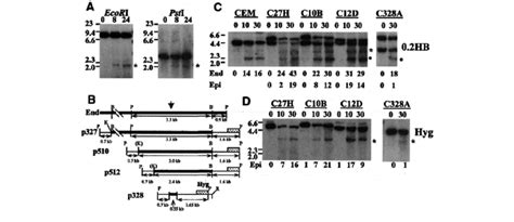 Cleavage Of Episomes Containing 0 5 3 3 Kb Of Mll Bcr Sequence A The Download Scientific