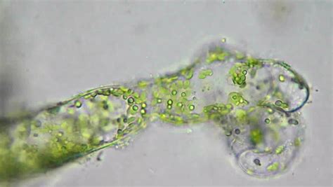 Seaweed Algae Under Microscope Magnification 400x Hd Stock Footage