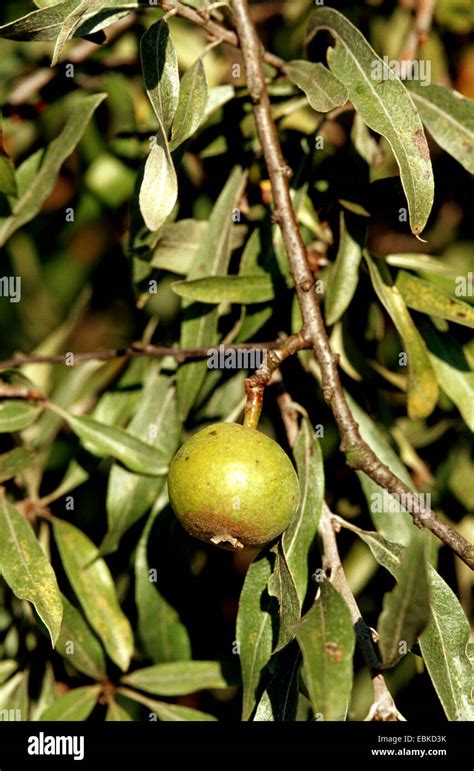Weeping Willow Fruit Salix Alba Tristis Spring Grove Nursery